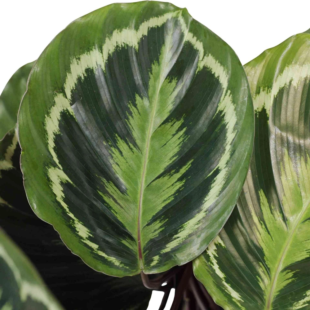Bioma Planta Natural Calathea Medallion 30-40cm V14 | Centro Colombo